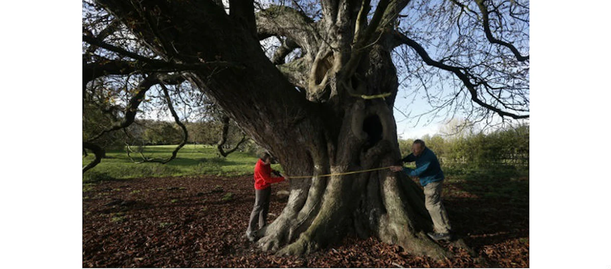 300-Year-Old Chestnut Tree Largest in UK [+Video] | Wood Floor Business