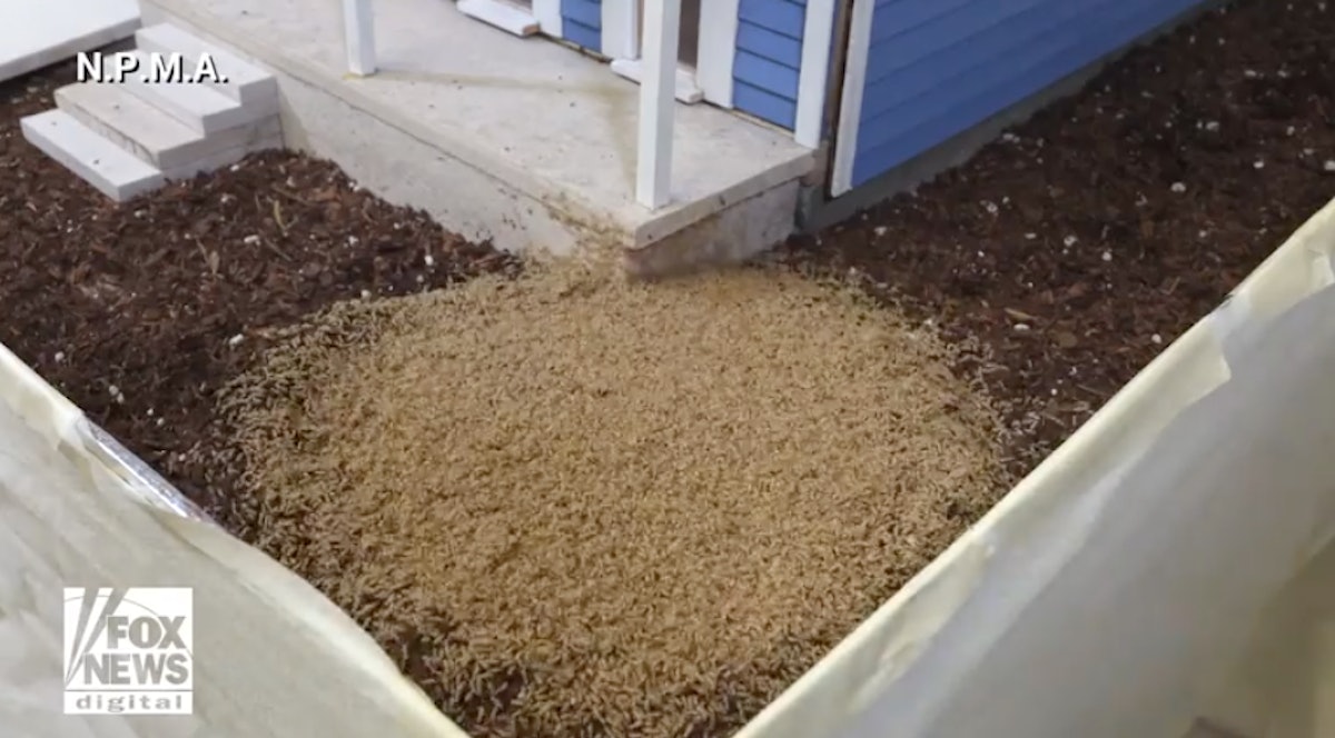 Time-Lapse Video Shows Termites Devour Miniature Home in 2 Months ...