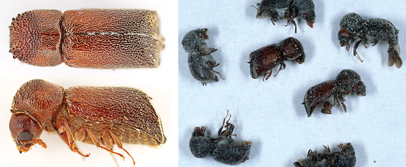 Powderpost Beetles: Small Pests That Can Cause Big Trouble | Wood Floor ...
