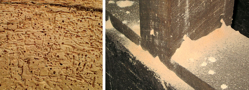 Powderpost Beetles: Small Pests That Can Cause Big Trouble | Wood Floor ...