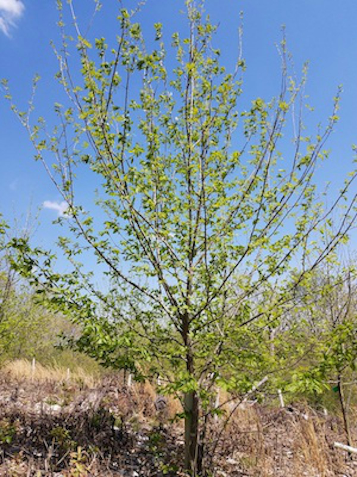 This Ozark Chestnut Tree Was Extinct … Until It Wasn’t | Wood Floor ...