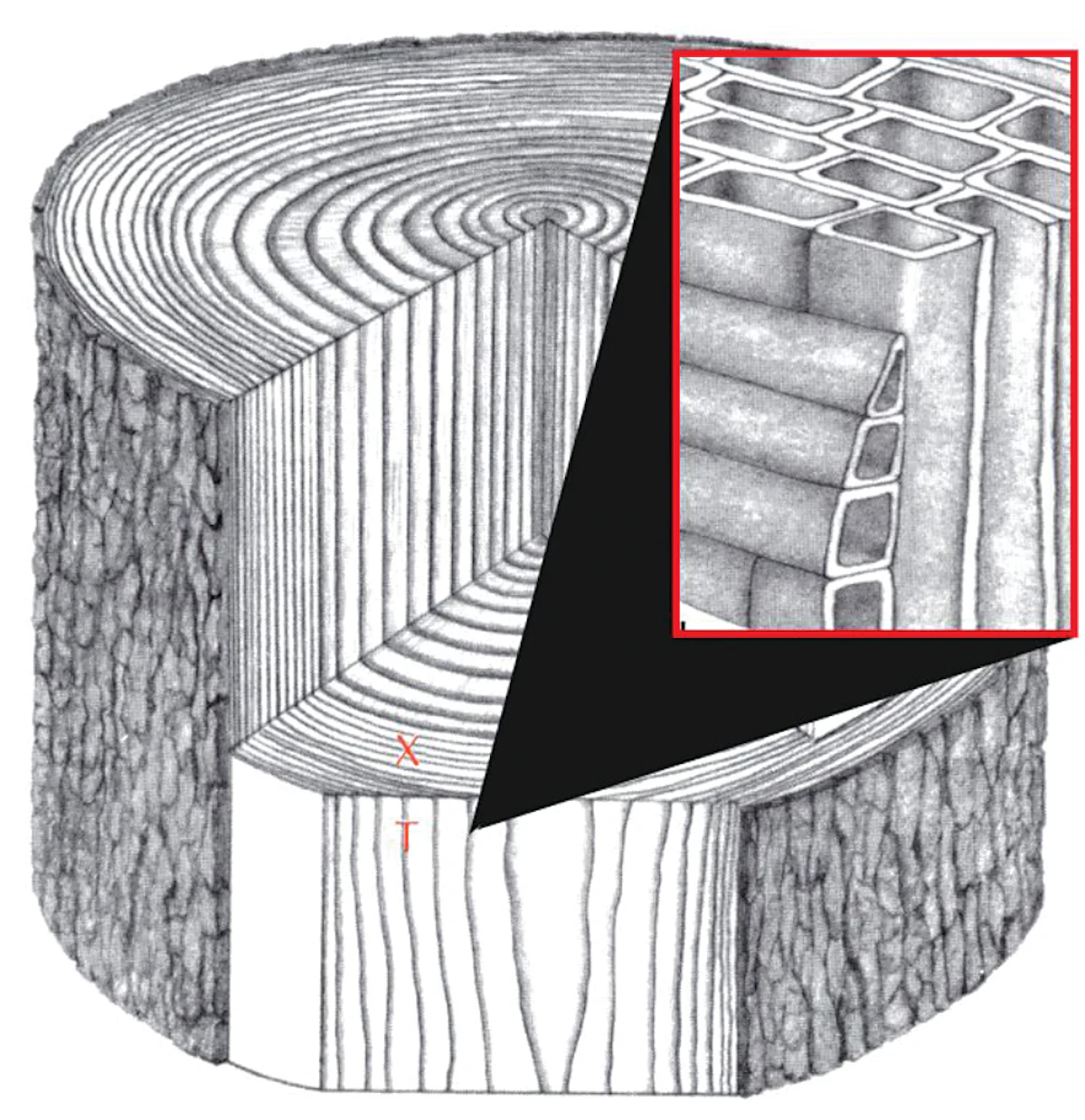 Understand These Wood Science Basics for Better Wood Floors | Wood ...