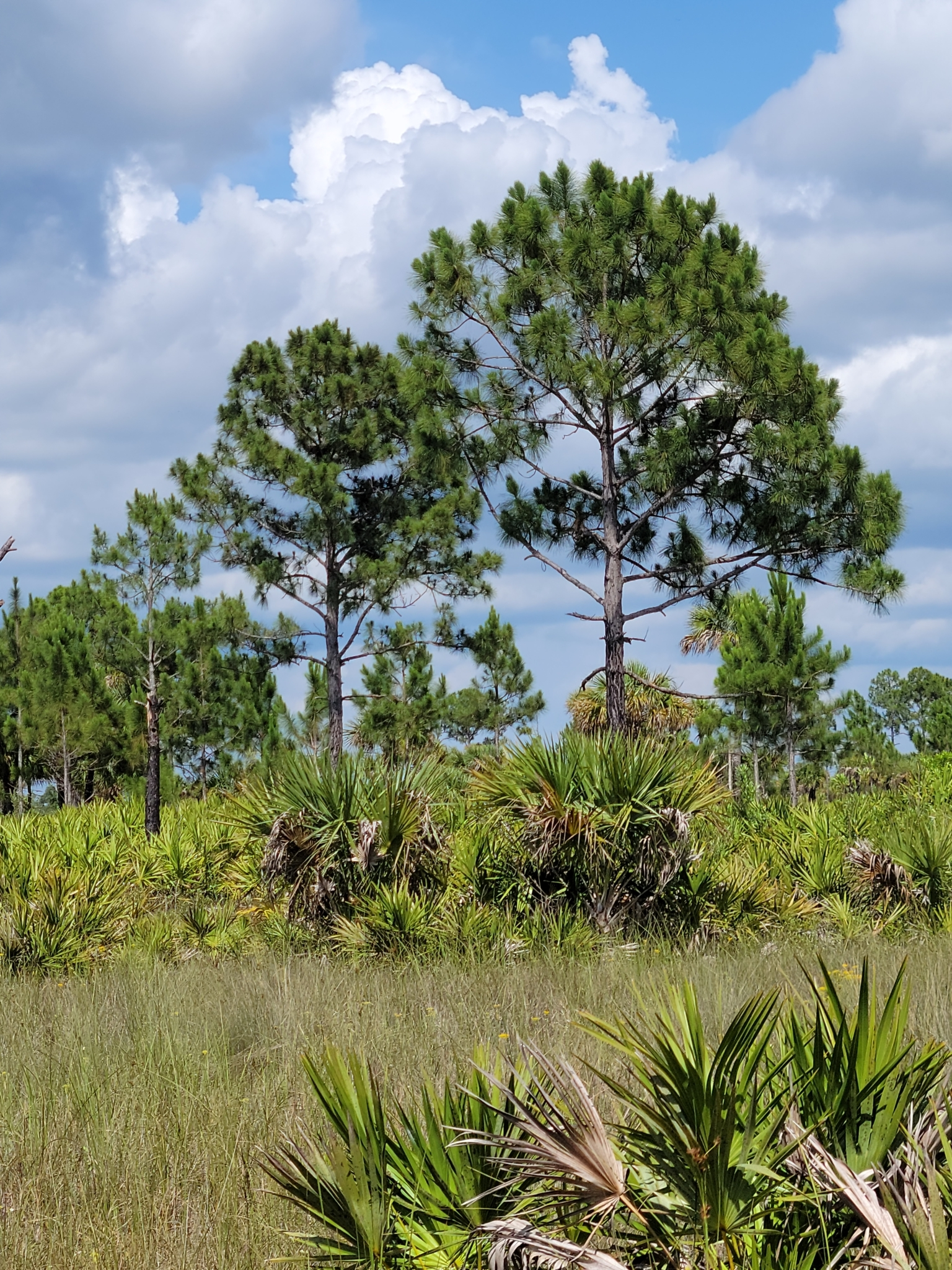Beautiful, Durable and Bug-Resistant: Historic Dade County Pine ...