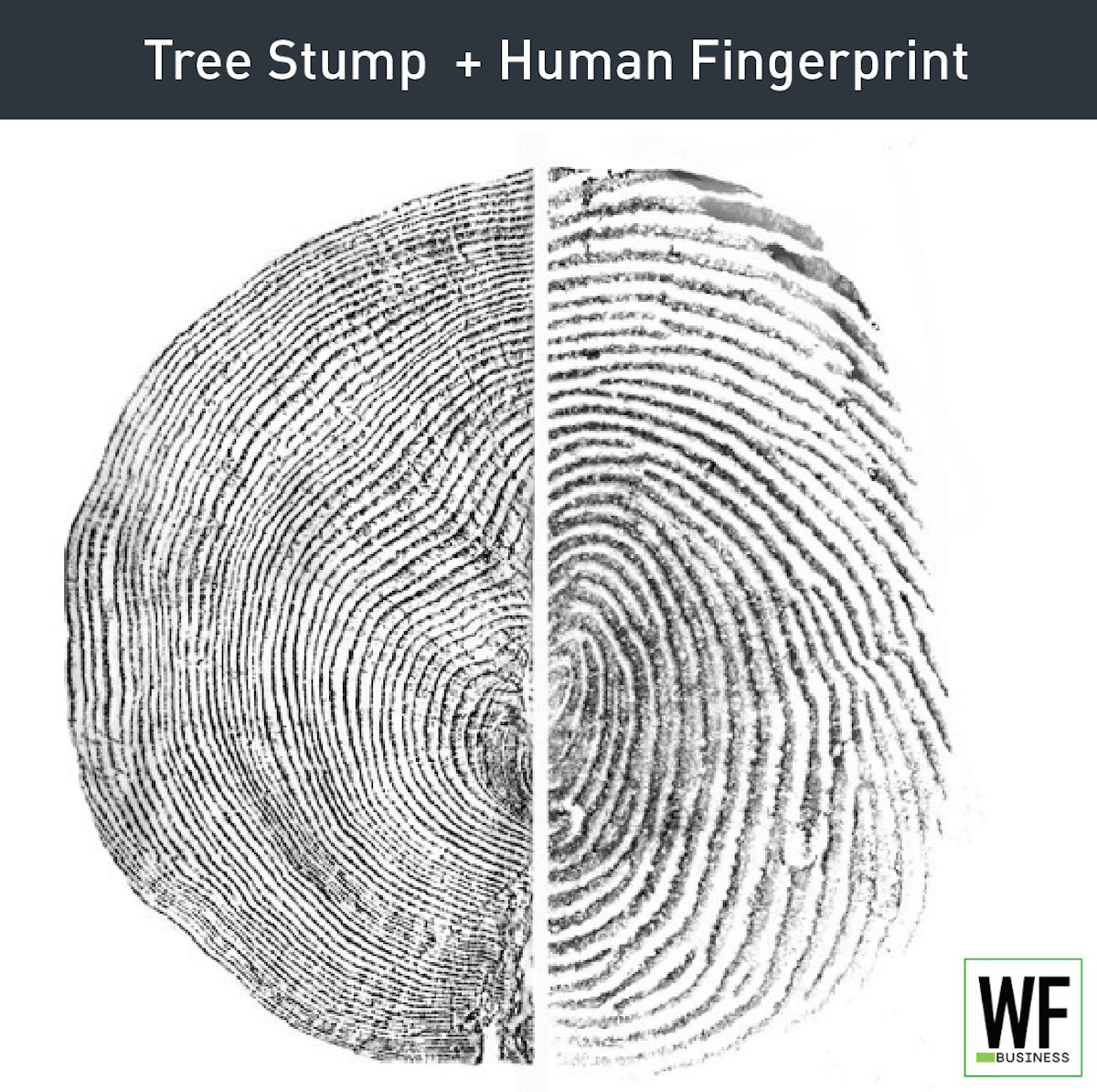 WFB Shareable 2.5.25 | Wood Floor Business