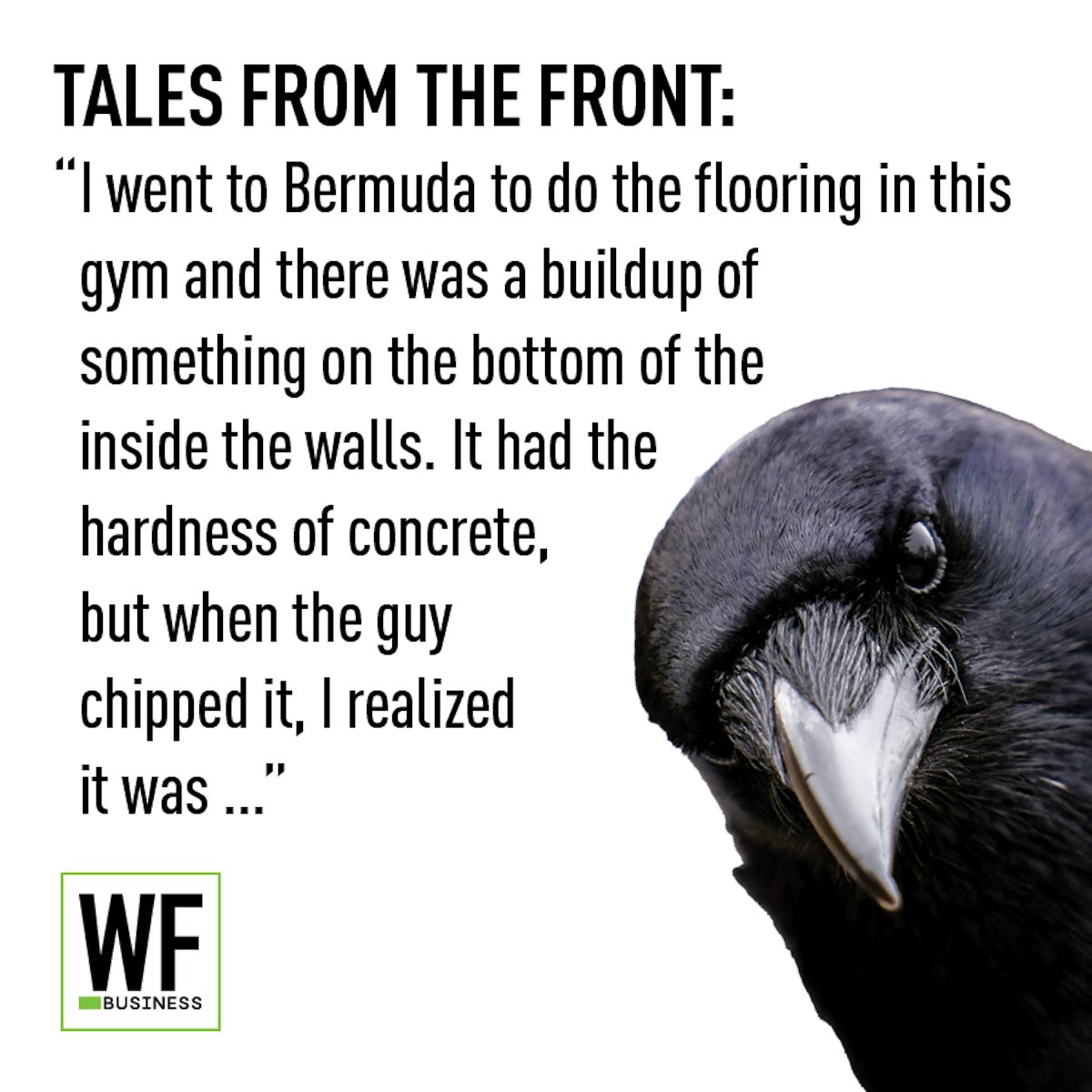 Wood Floor Tale From the Front: Birds Create a Foul Surprise in Bermuda ...